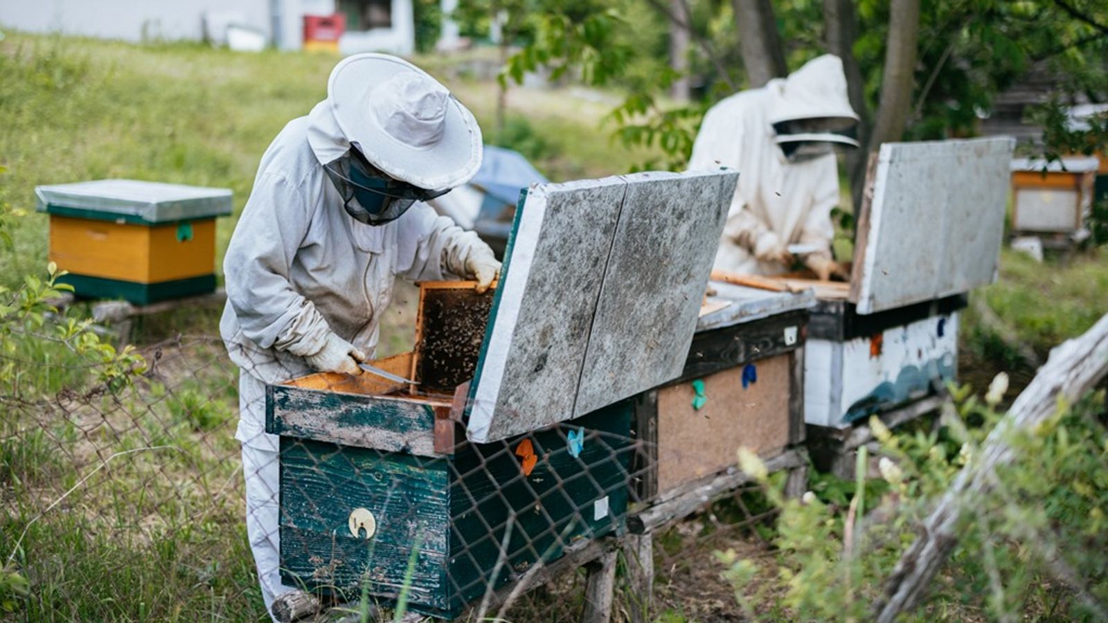 The problem with supermarket honey - and what you should be looking for ...