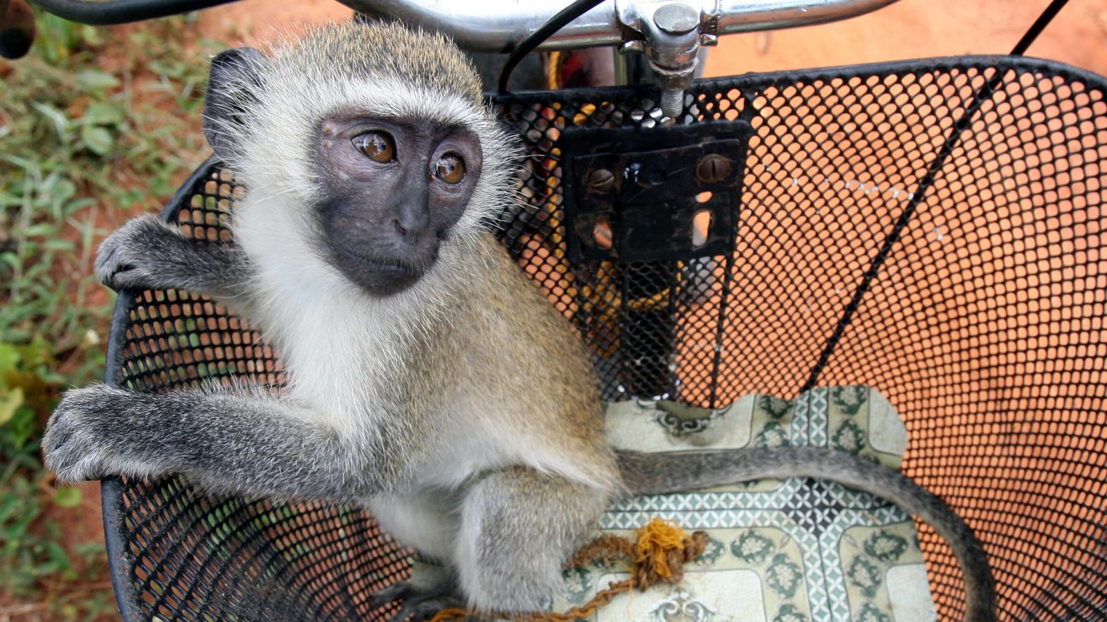Escaped monkeys run wild in St Louis as AI hinders efforts to catch ...