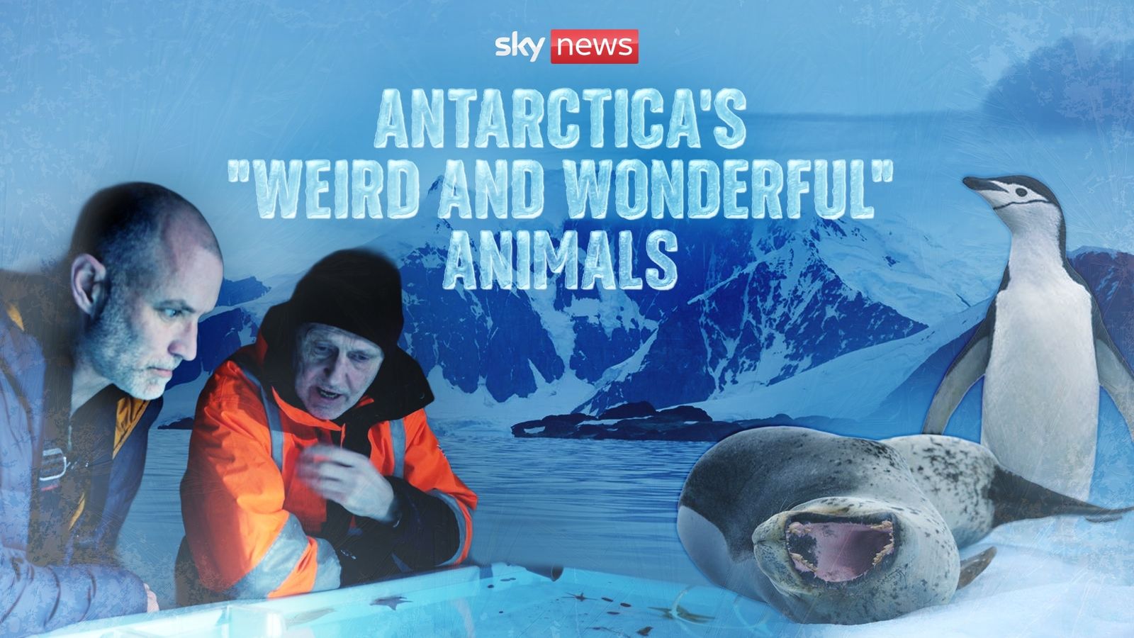 Meet Antarctica's 'weird and wonderful' animals | World News | Sky News