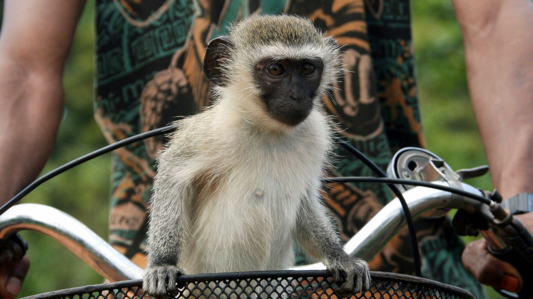 Escaped monkeys run wild in St Louis as AI hinders efforts to catch ...