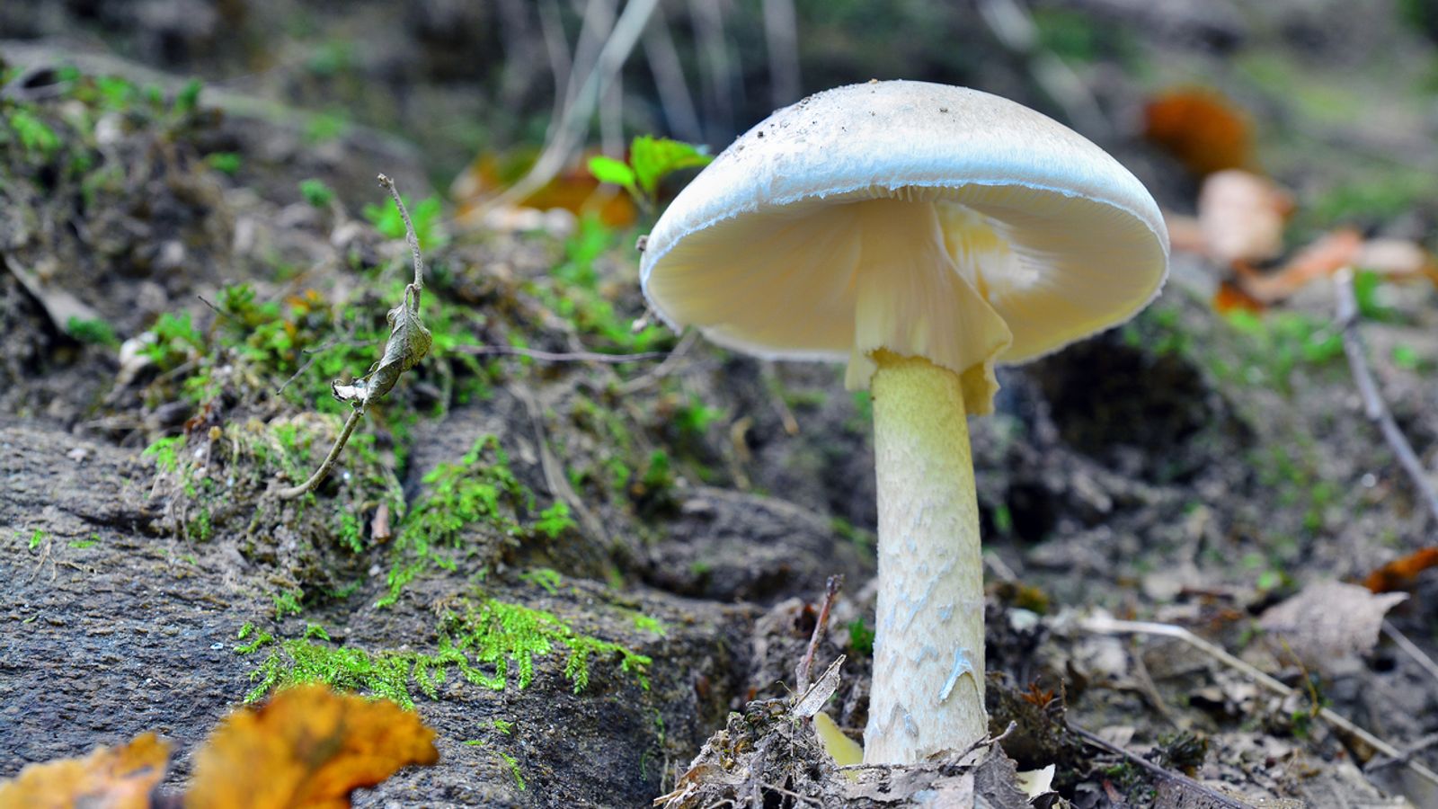Four die and three others need liver transplants after eating Death Cap ...
