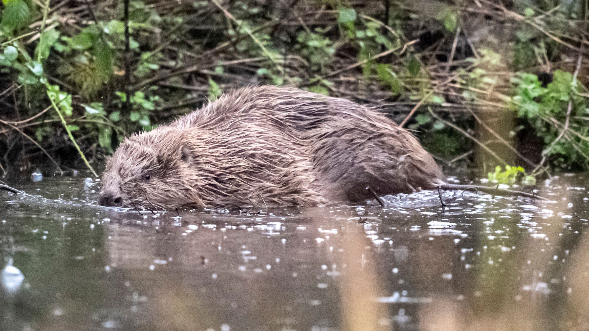 Beavers released at two sites in Somerset to help 'restore nature' | UK ...