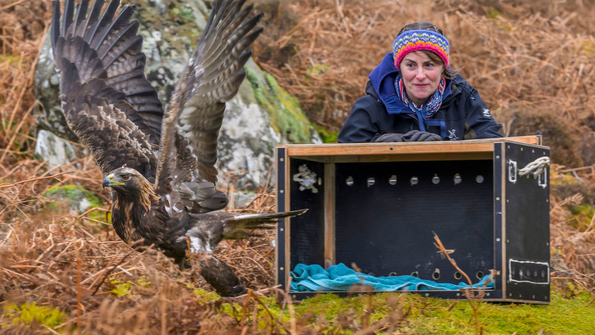 Police launch investigation after golden eagle found with shotgun ...