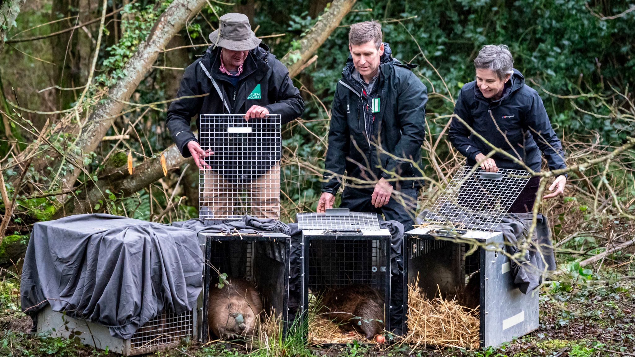 Beavers released at two sites in Somerset to help 'restore nature' | UK ...