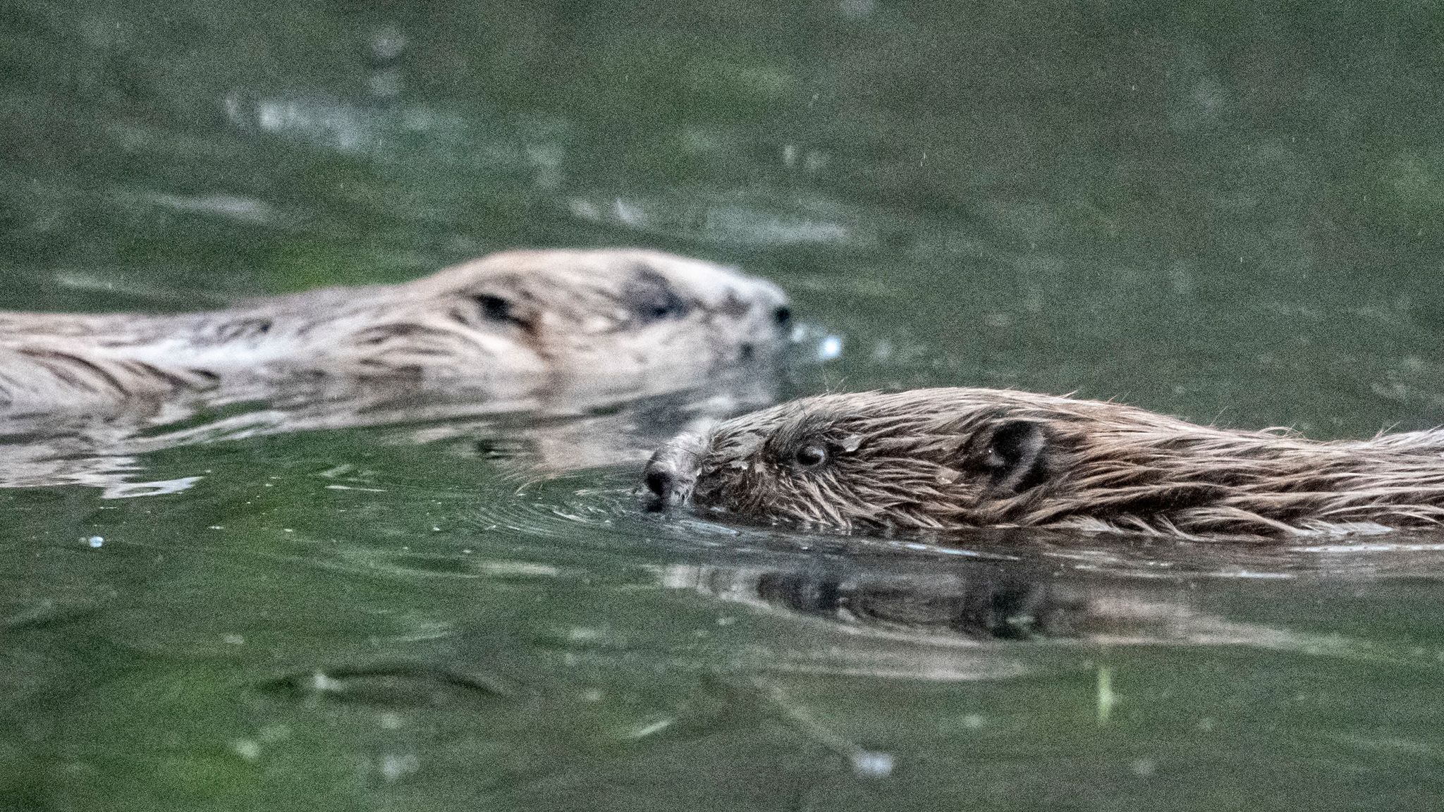 Beavers released at two sites in Somerset to help 'restore nature' | UK ...