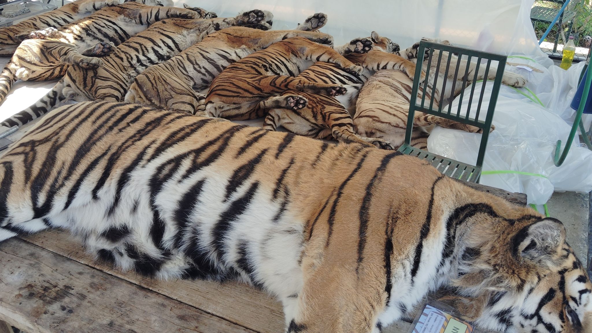 Call for investigation into virus that killed 72 tigers in Thailand ...