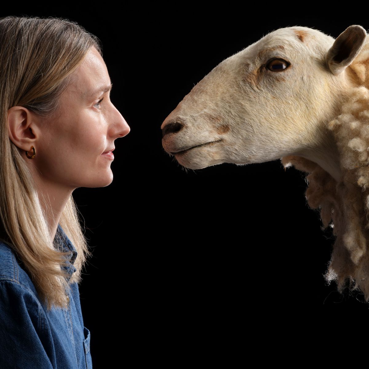 Cloned predecessor to Dolly the sheep goes on permanent display at ...
