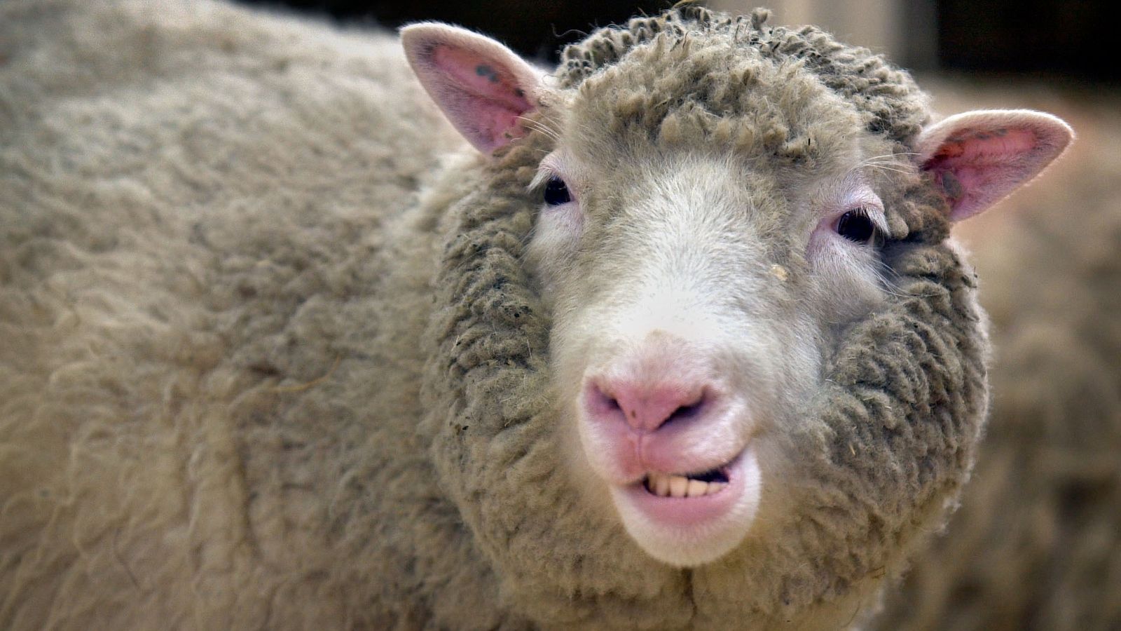 Cloned predecessor to Dolly the sheep goes on permanent display at ...