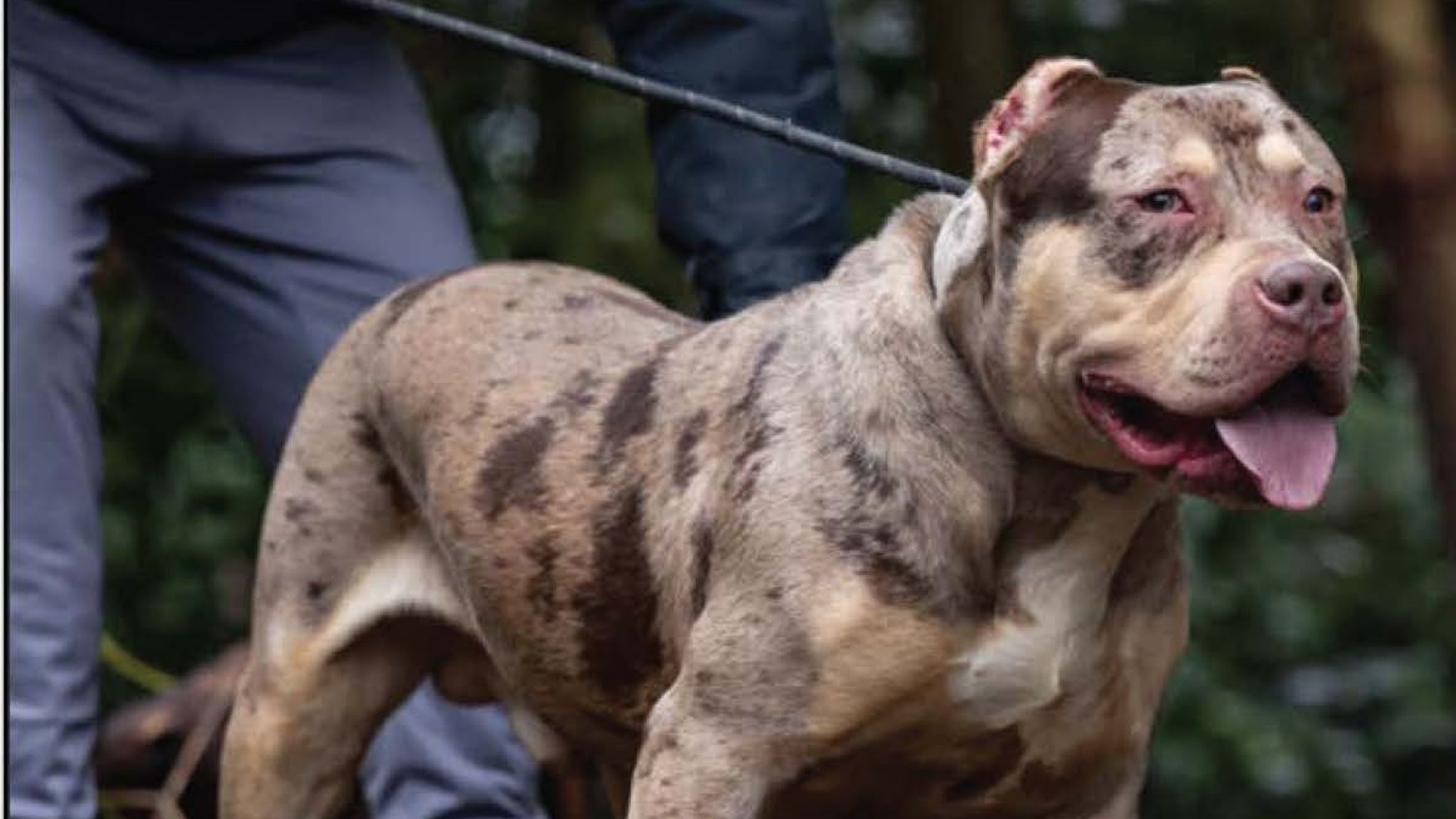 XL bully owner Sean Garner sentenced to 12 years after dog mauled ...