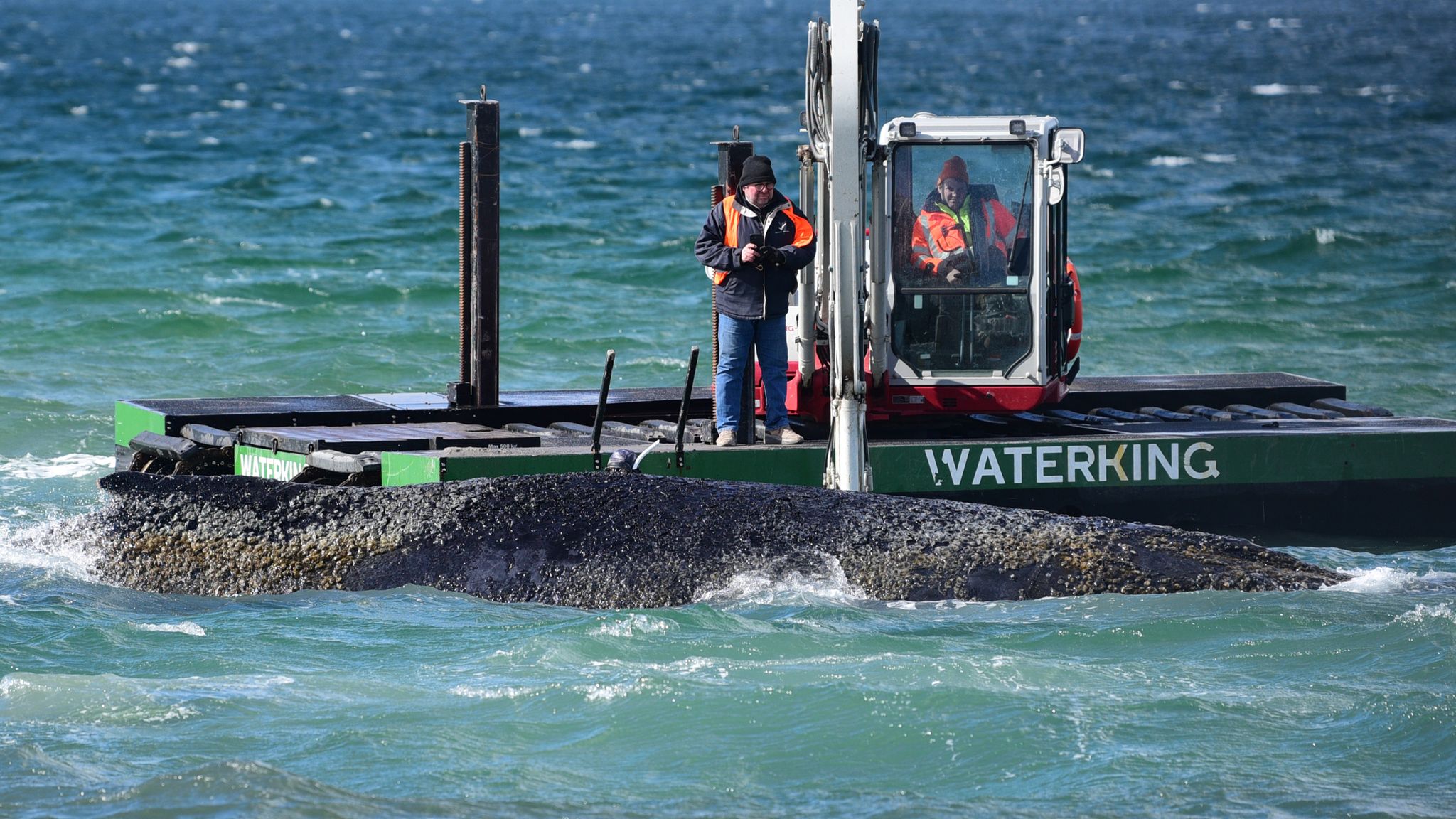 Humpback whale stranded again off German coast - just days after rescue ...