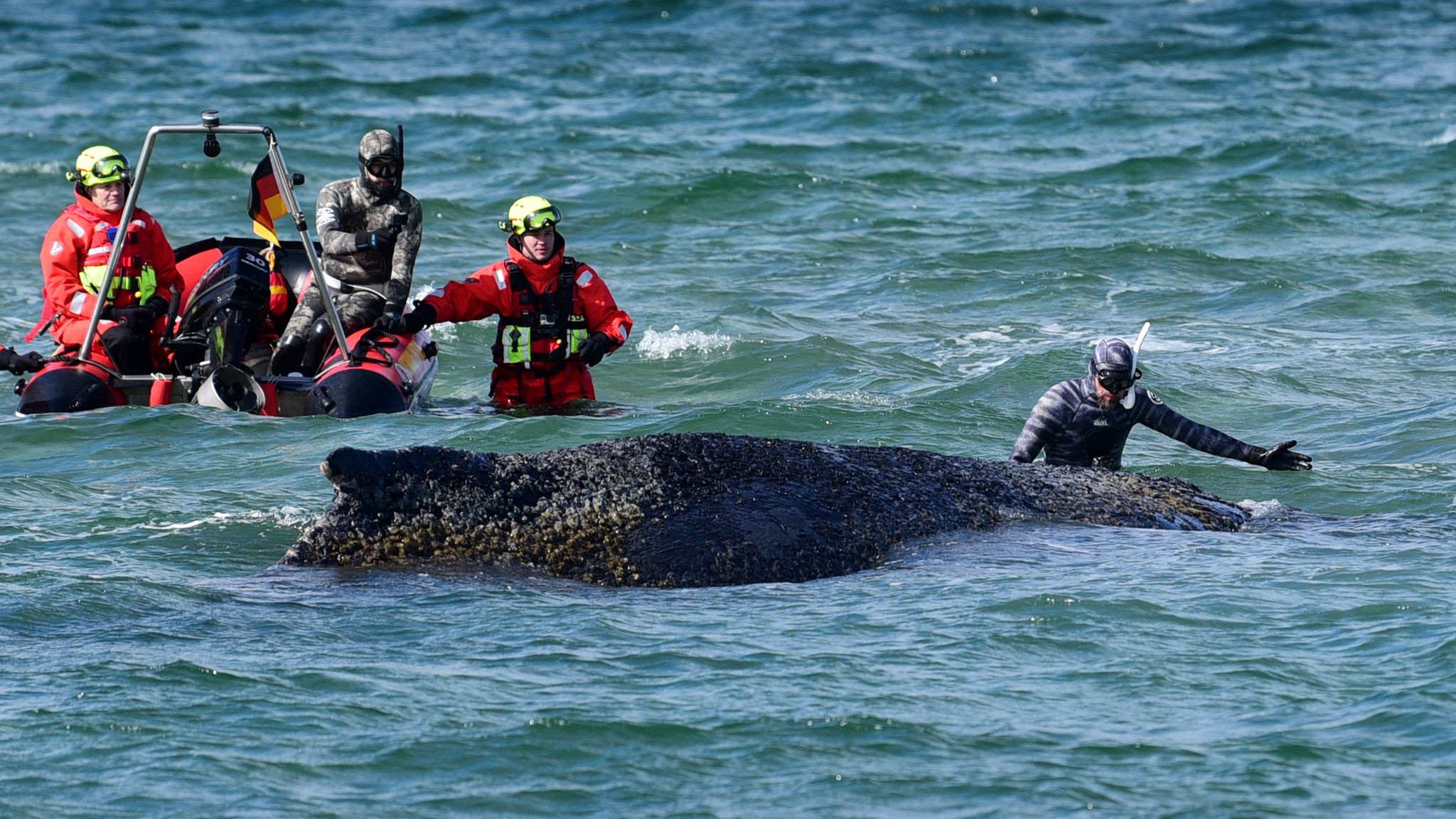 Humpback whale stranded again off German coast - just days after rescue ...