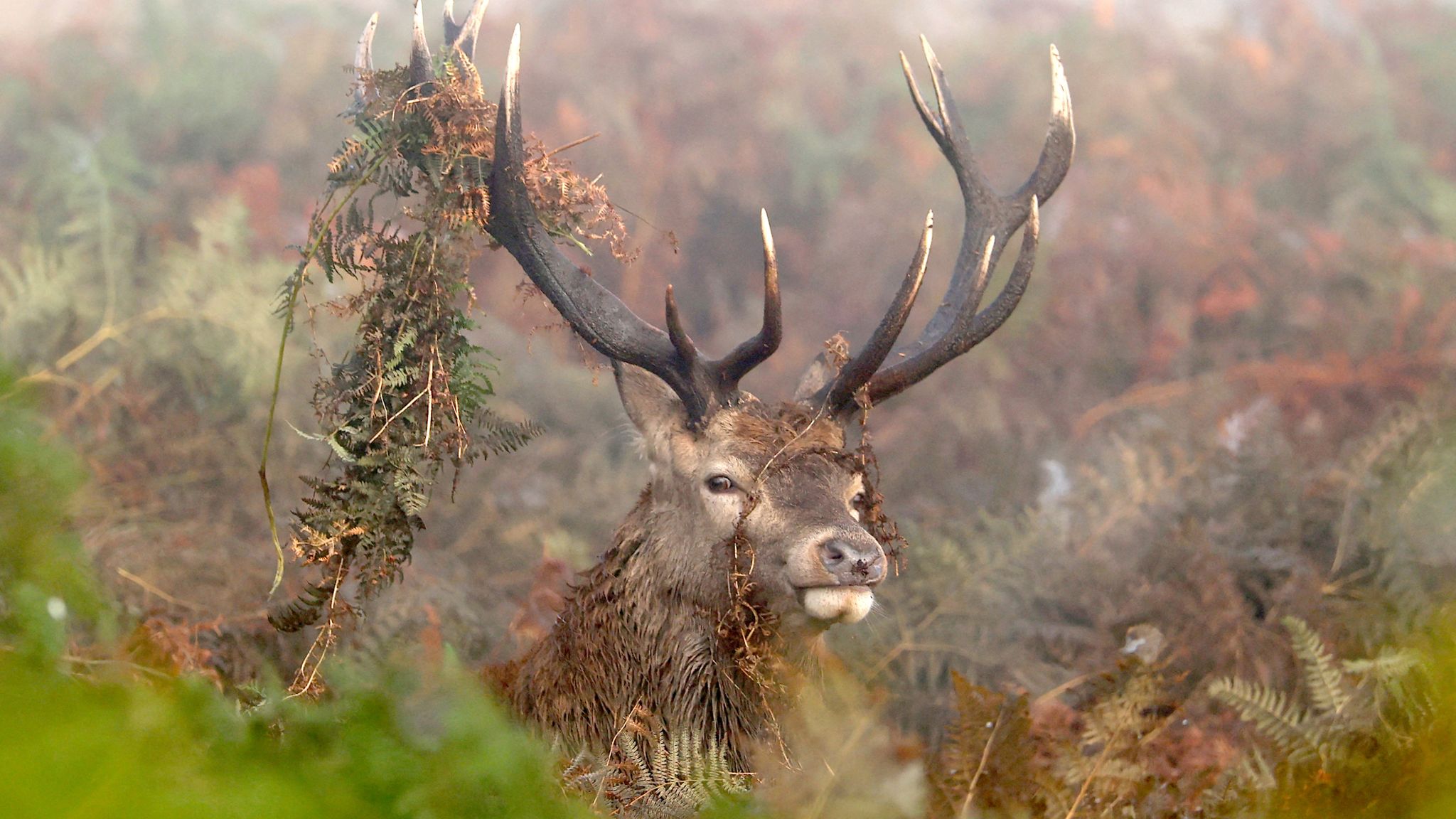 UK wildlife to replace historical figures like Churchill and ...