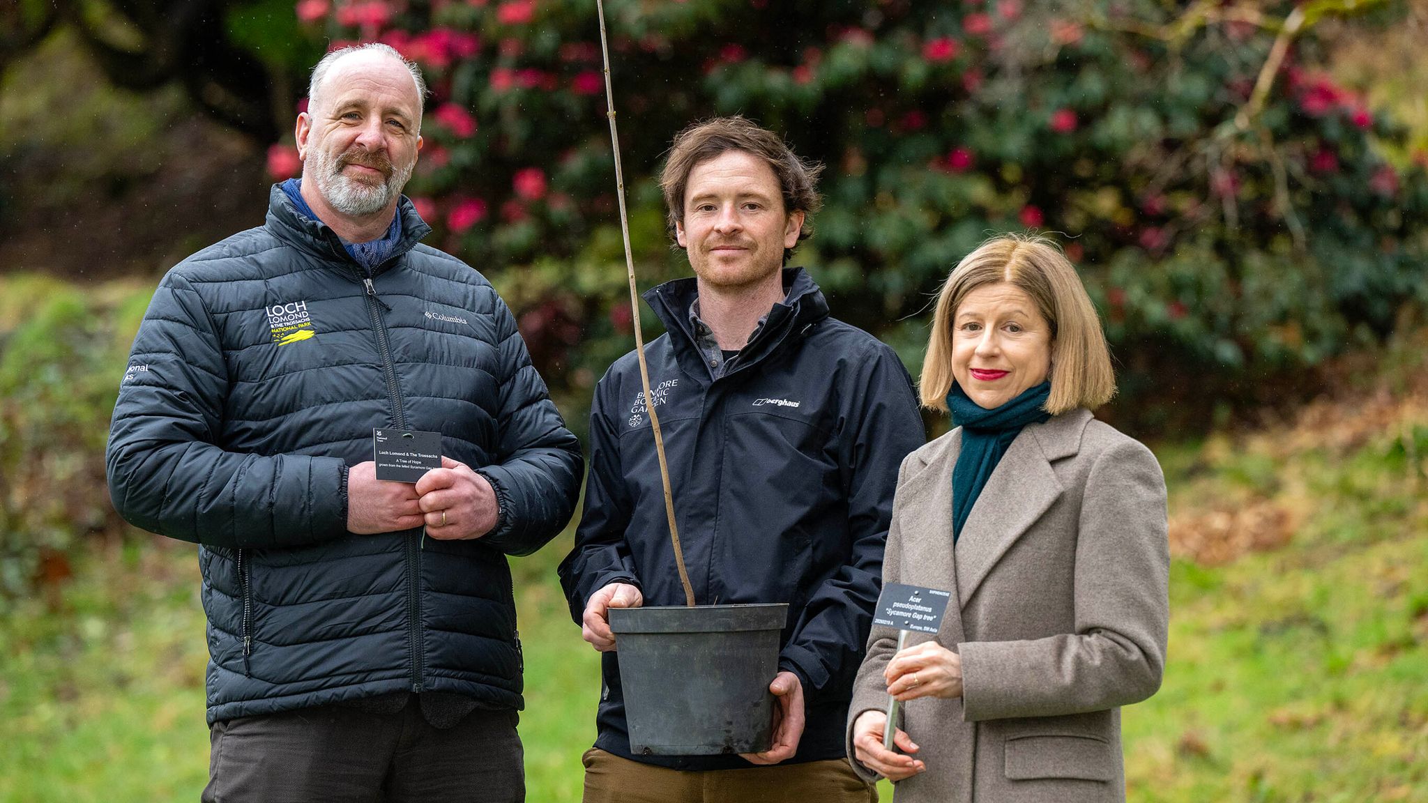 Sycamore Gap tree sapling planted in Scottish national park | UK News ...