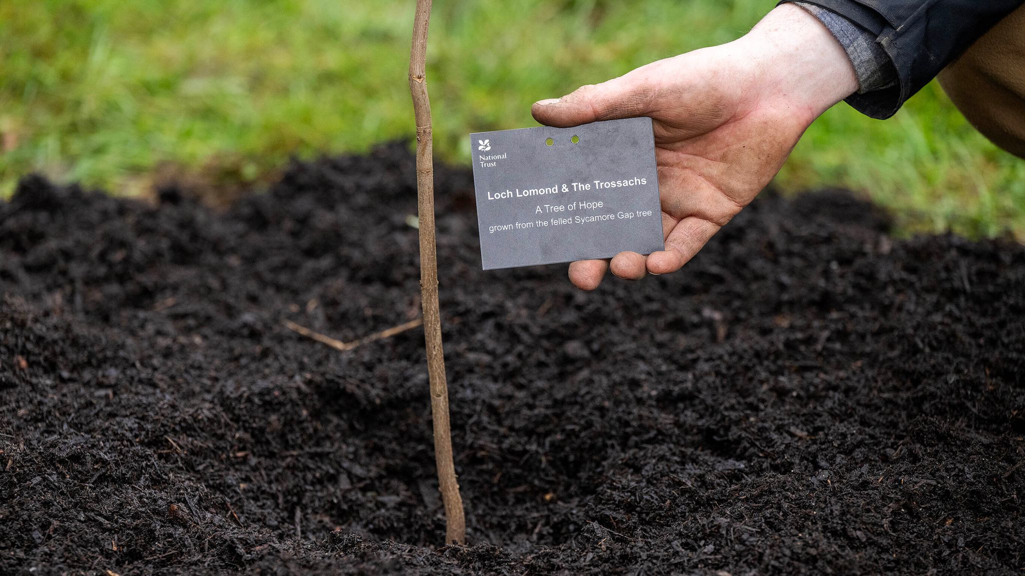 Sycamore Gap tree sapling planted in Scottish national park | UK News ...