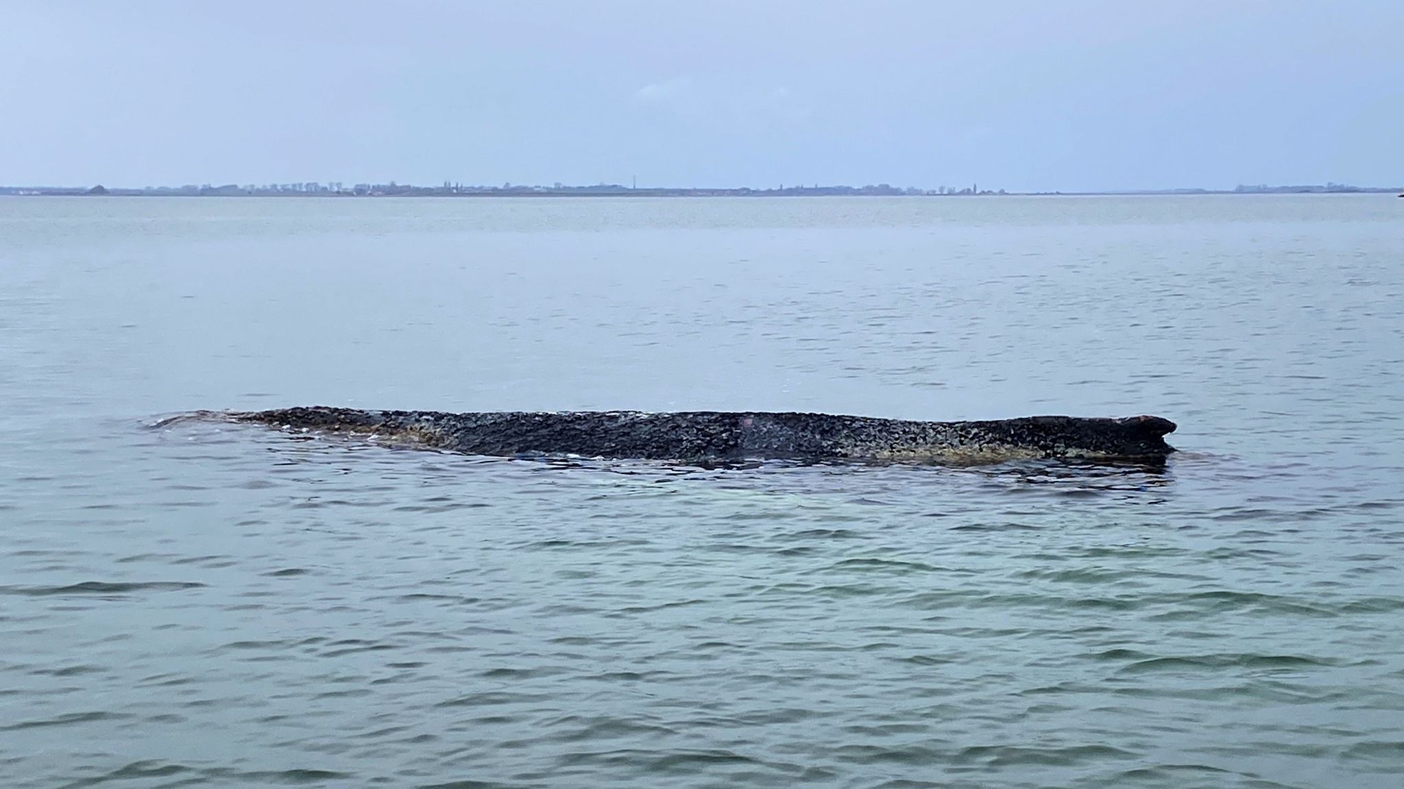 Humpback whale stranded again off German coast - just days after rescue ...
