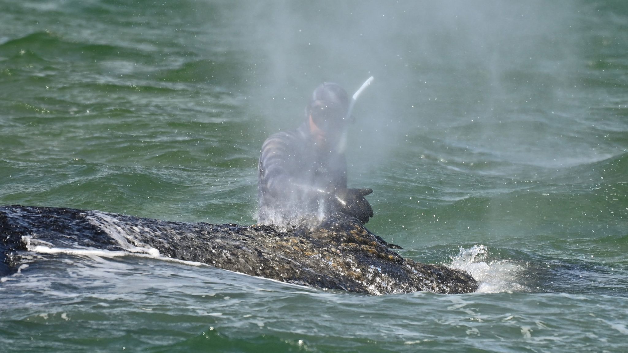 Stranded whale transported to North Sea in bold rescue operation ...