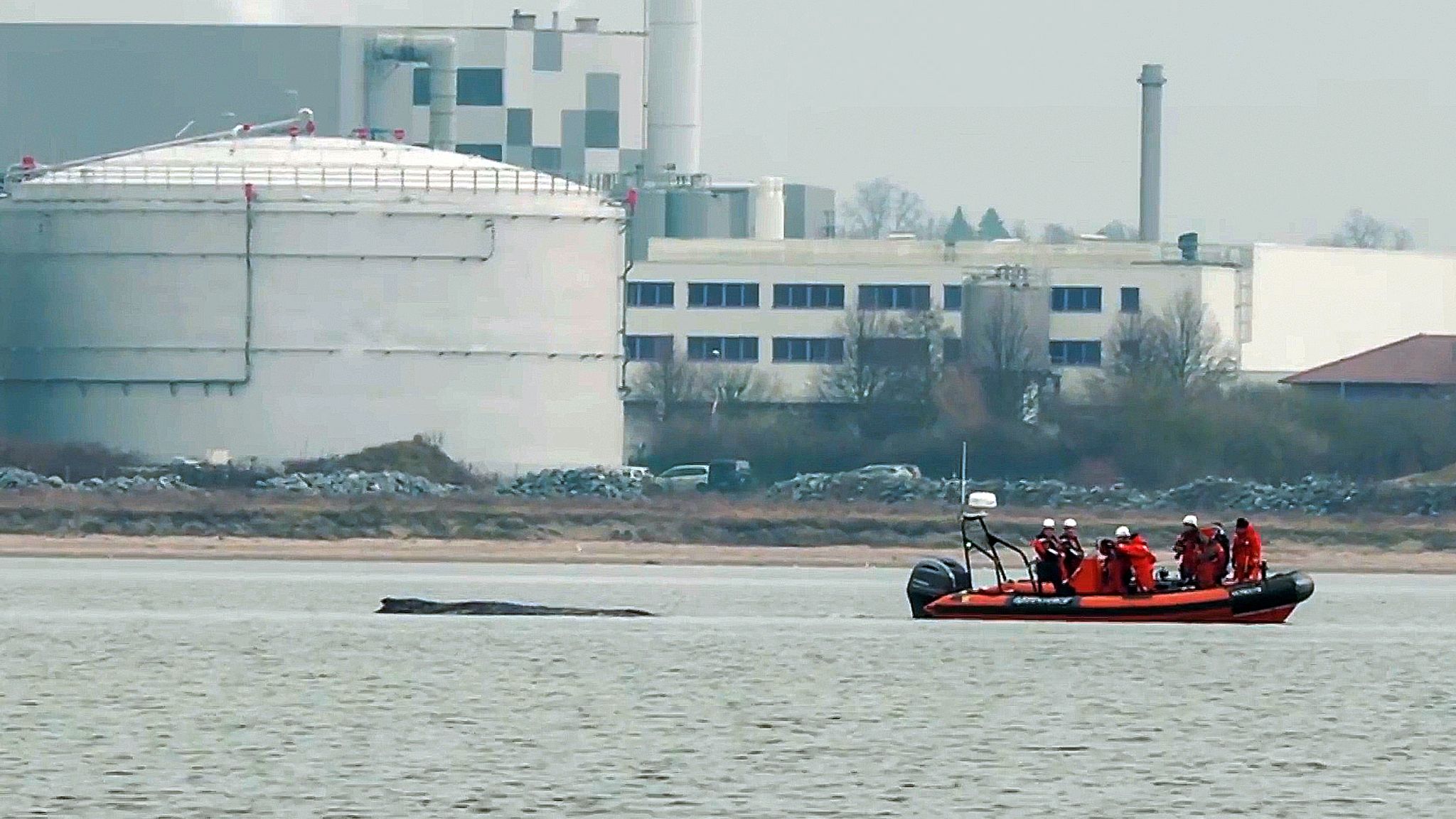 Humpback whale stranded again off German coast - just days after rescue ...