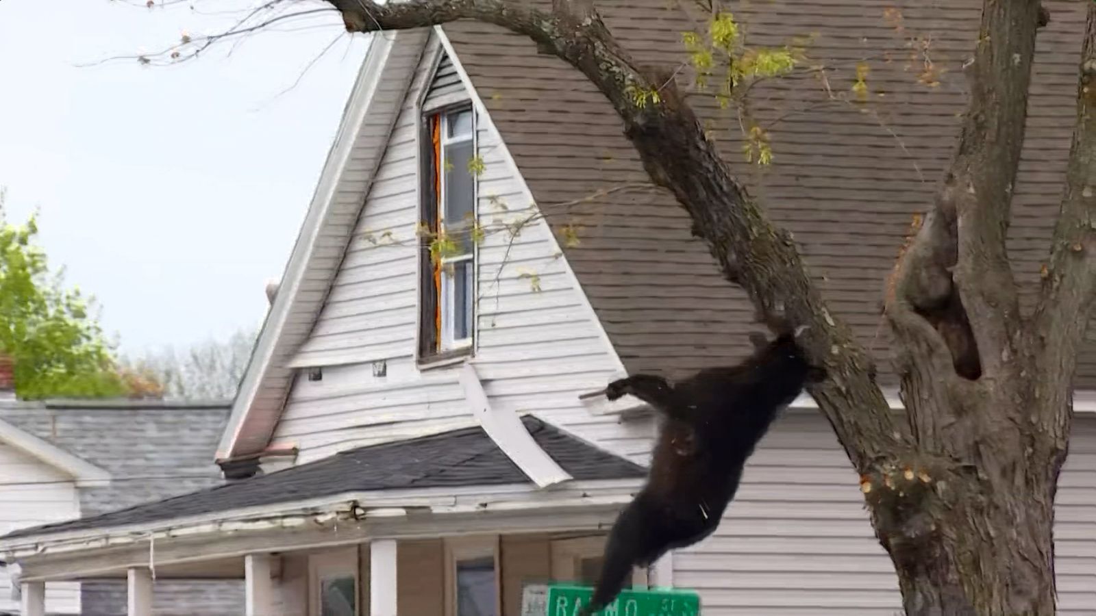 Tranquillised bear falls out of tree in New York | Offbeat News | Sky News
