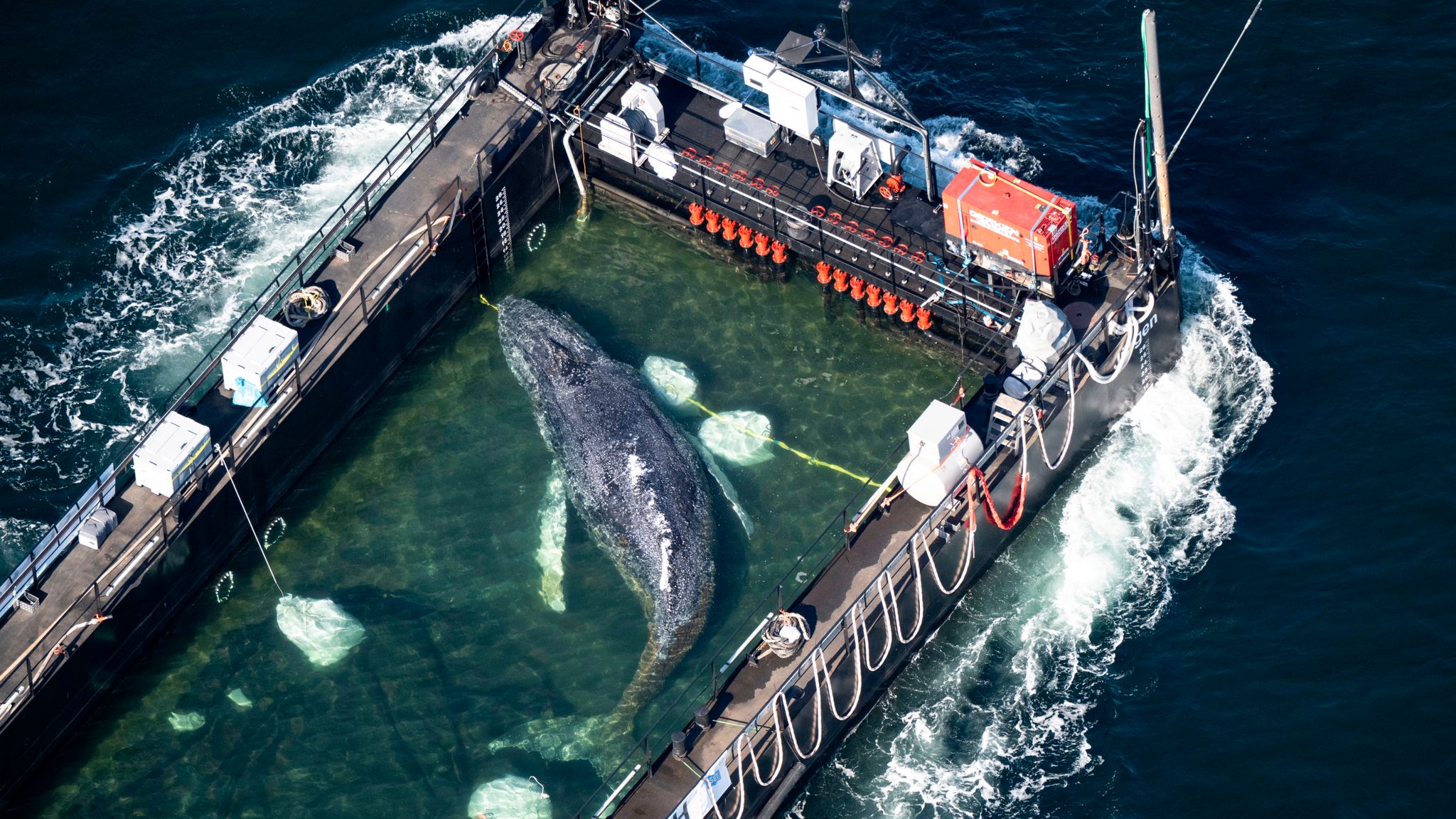 Stranded whale transported to North Sea in bold rescue operation ...