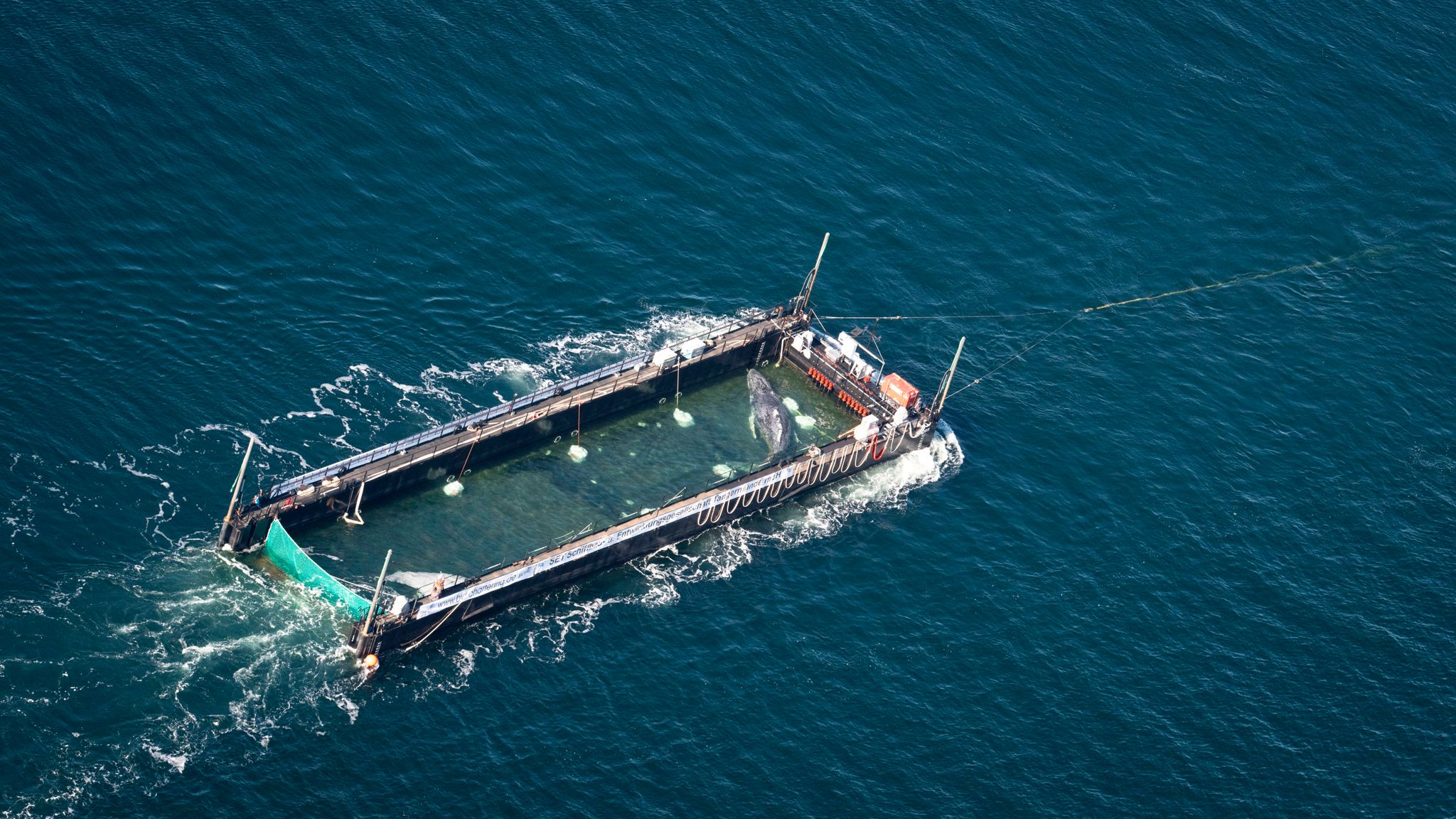 Stranded whale transported to North Sea in bold rescue operation ...