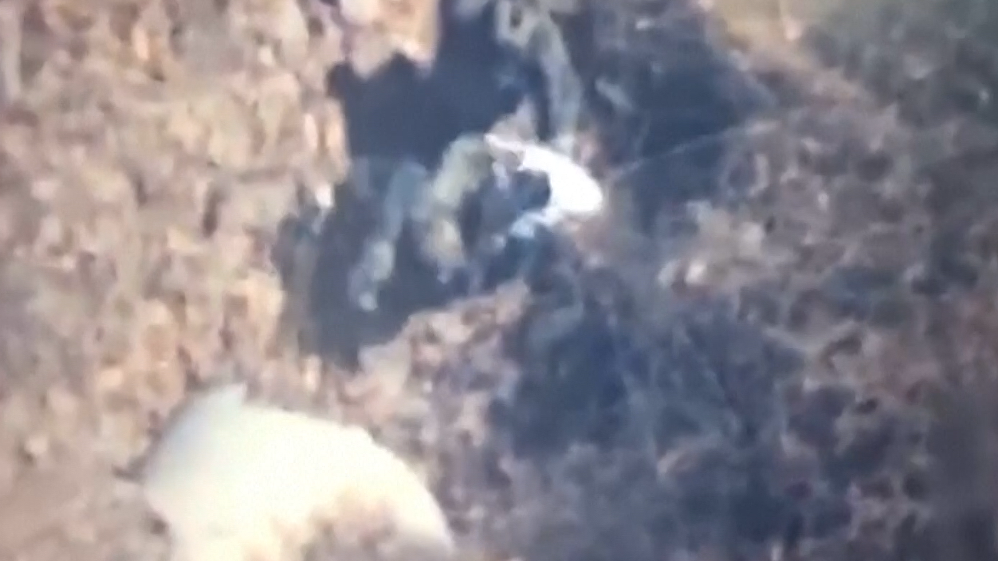 Mexican army captures cartel leader tipped to succeed 'El Mencho ...
