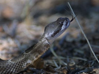 Snakes - The Latest News from the UK and Around the World | Sky News