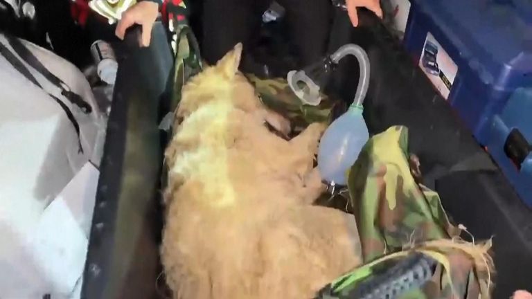 Neukgu the missing wolf is found safe and well after becoming internet ...