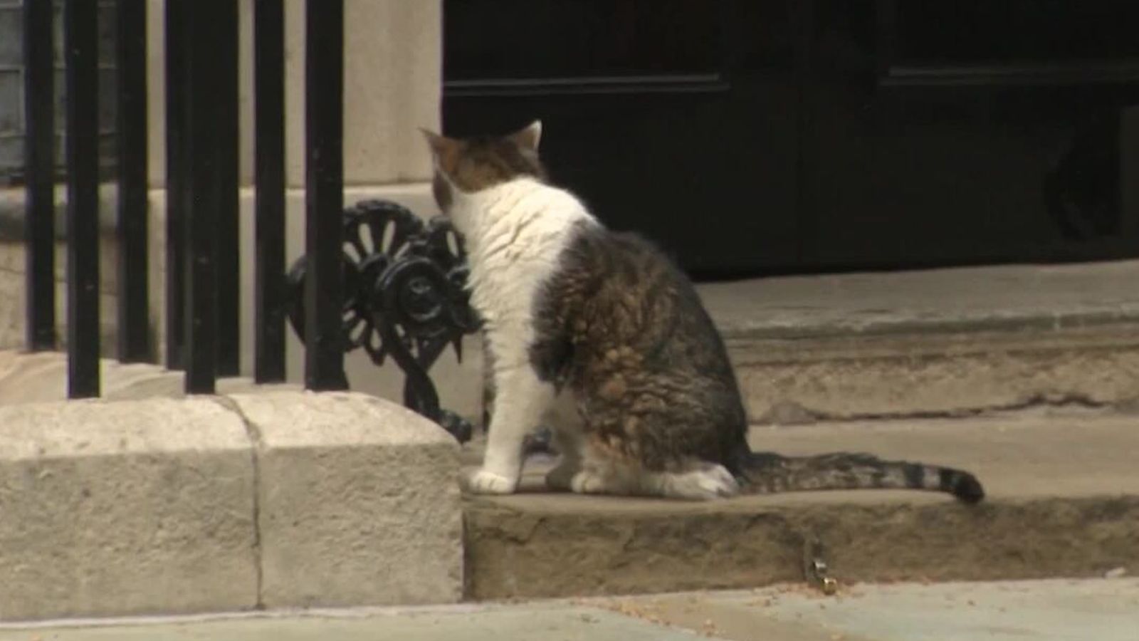 How many prime ministers has Larry the Cat seen into No 10? | News UK ...
