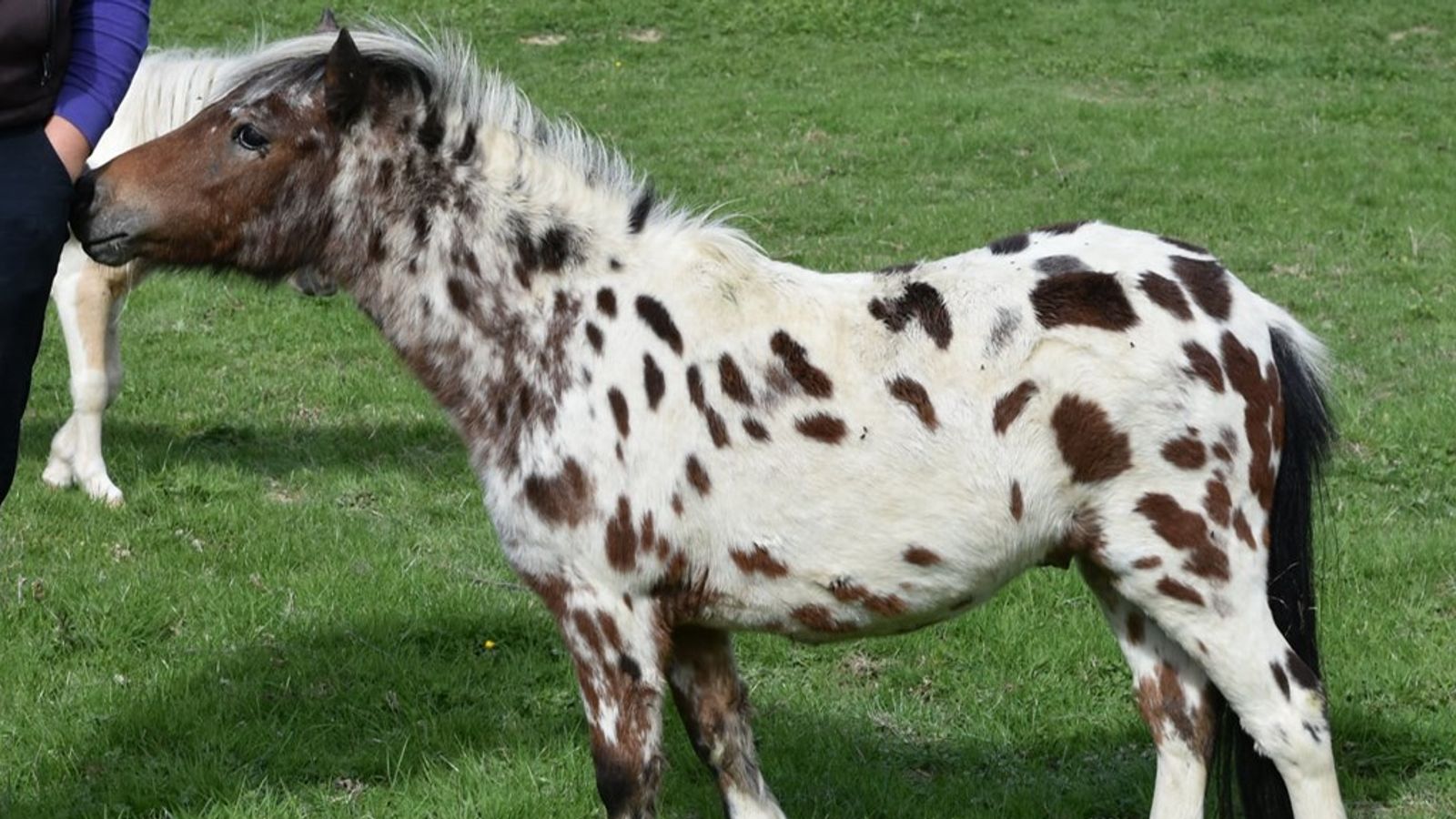 Police mount investigation after rare miniature horses stolen | UK News ...