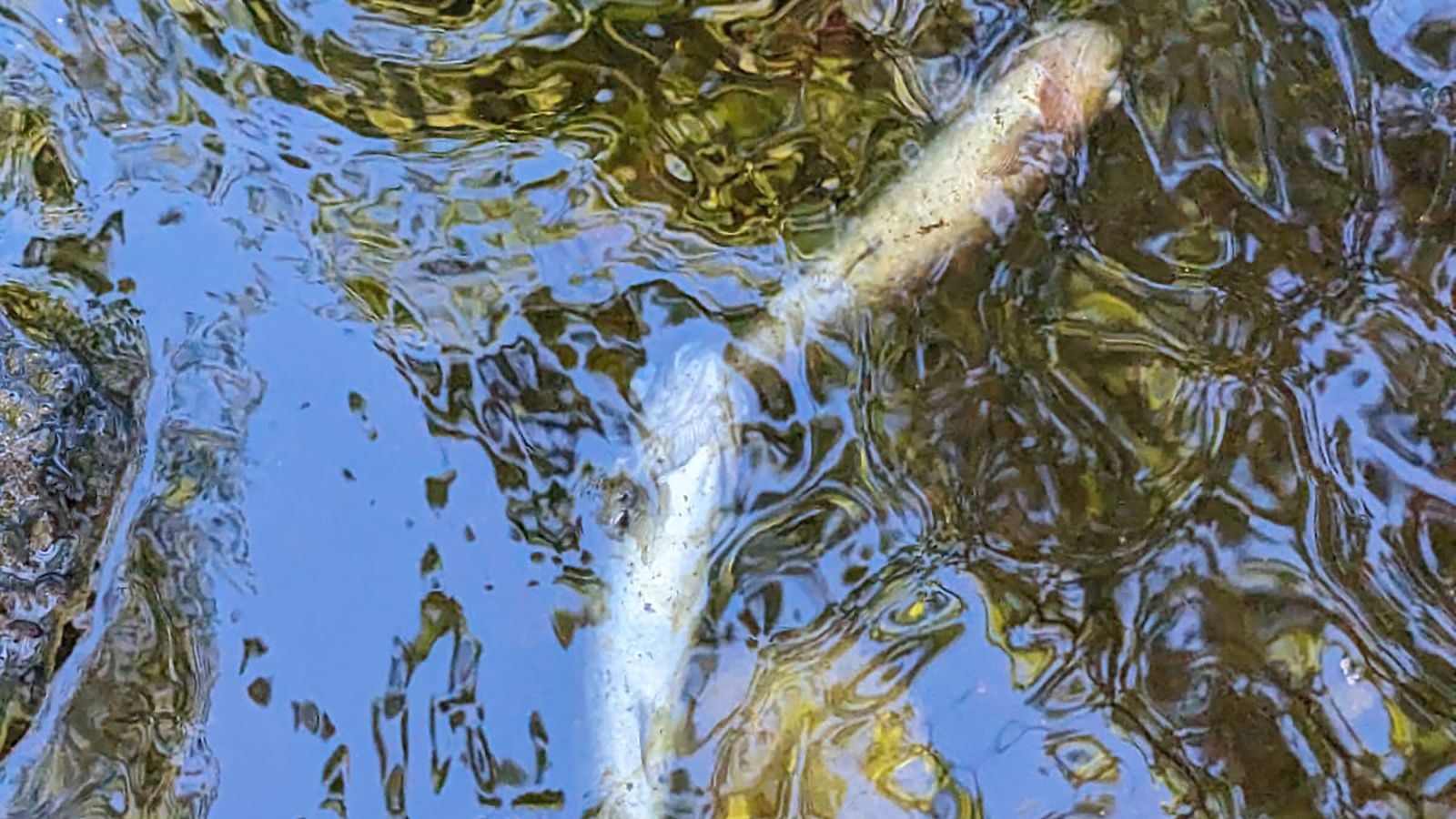 Fish, eels and birds killed in suspected River Spey tributary pollution ...