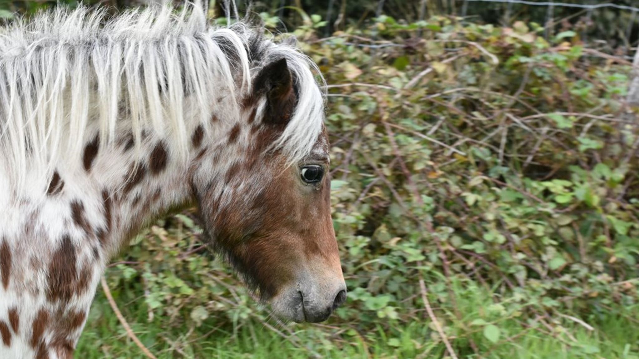 Police mount investigation after rare miniature horses stolen | UK News ...