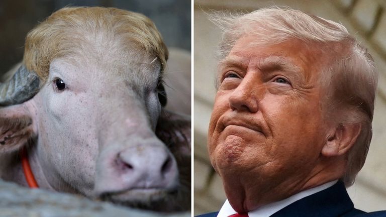 Viral 'Donald Trump' buffalo spared from Eid sacrifice in Bangladesh ...