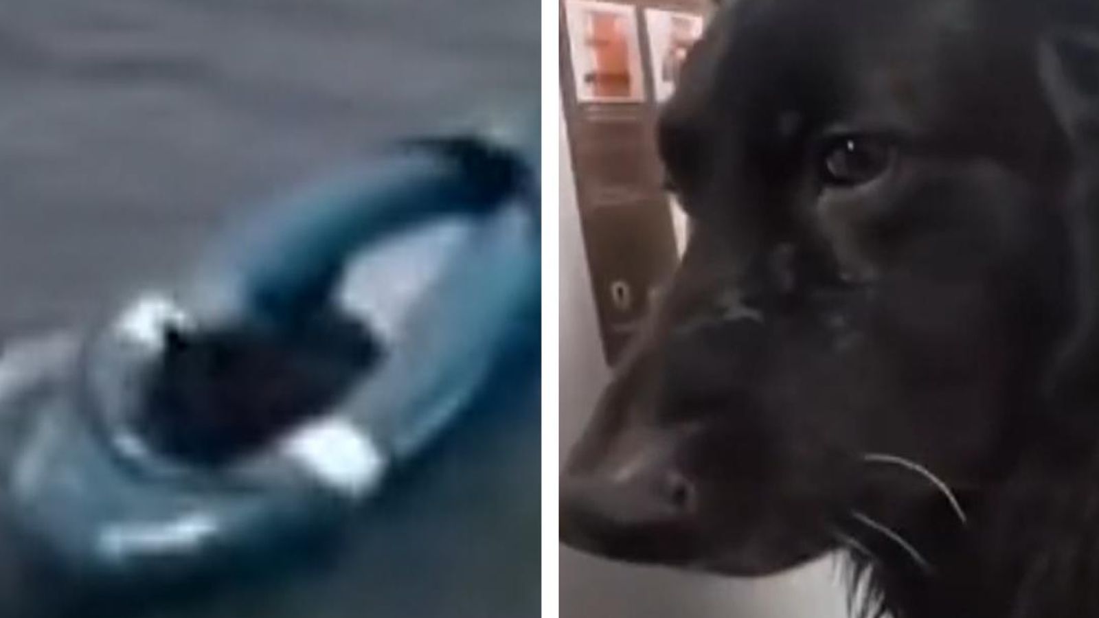 Lone dog found in kayak in the North Sea heading to Norway | UK News ...