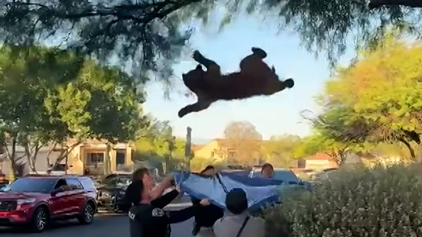 Man falls on bear as it's rescued from tree in Arizona | US News | Sky News