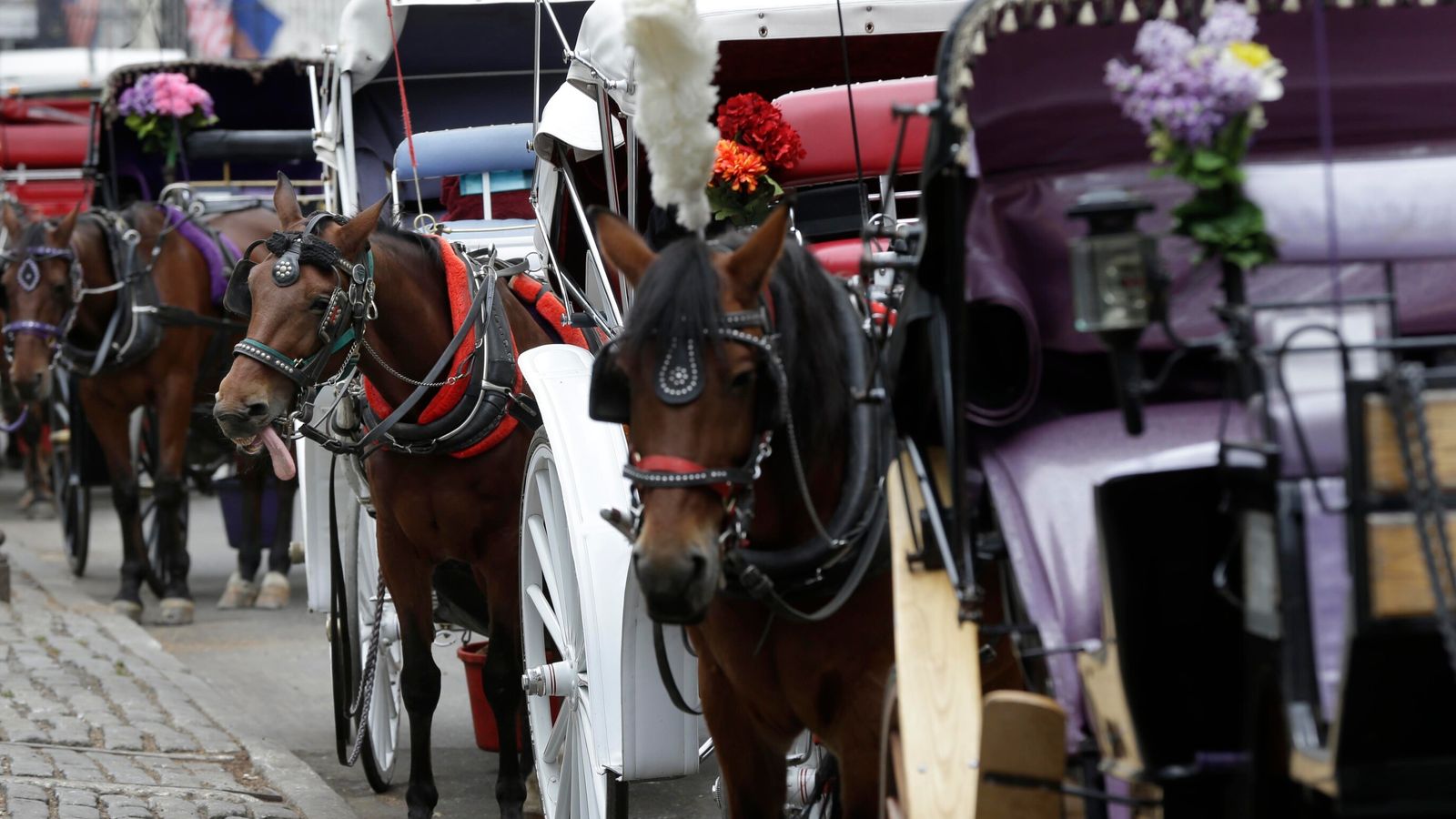 Teenager dies in horse-drawn carriage accident in New York City's ...