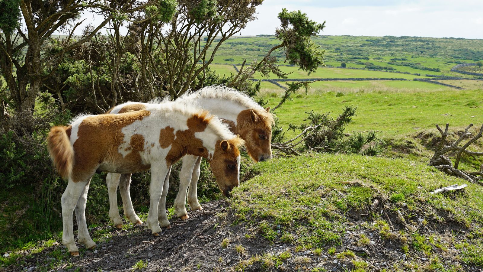 'Horses**t': Campaigners and government reject claims of forced ...