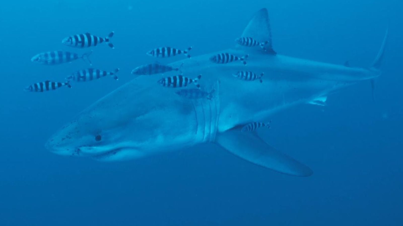 Divers come face to face with great white shark in the Mediterranean ...