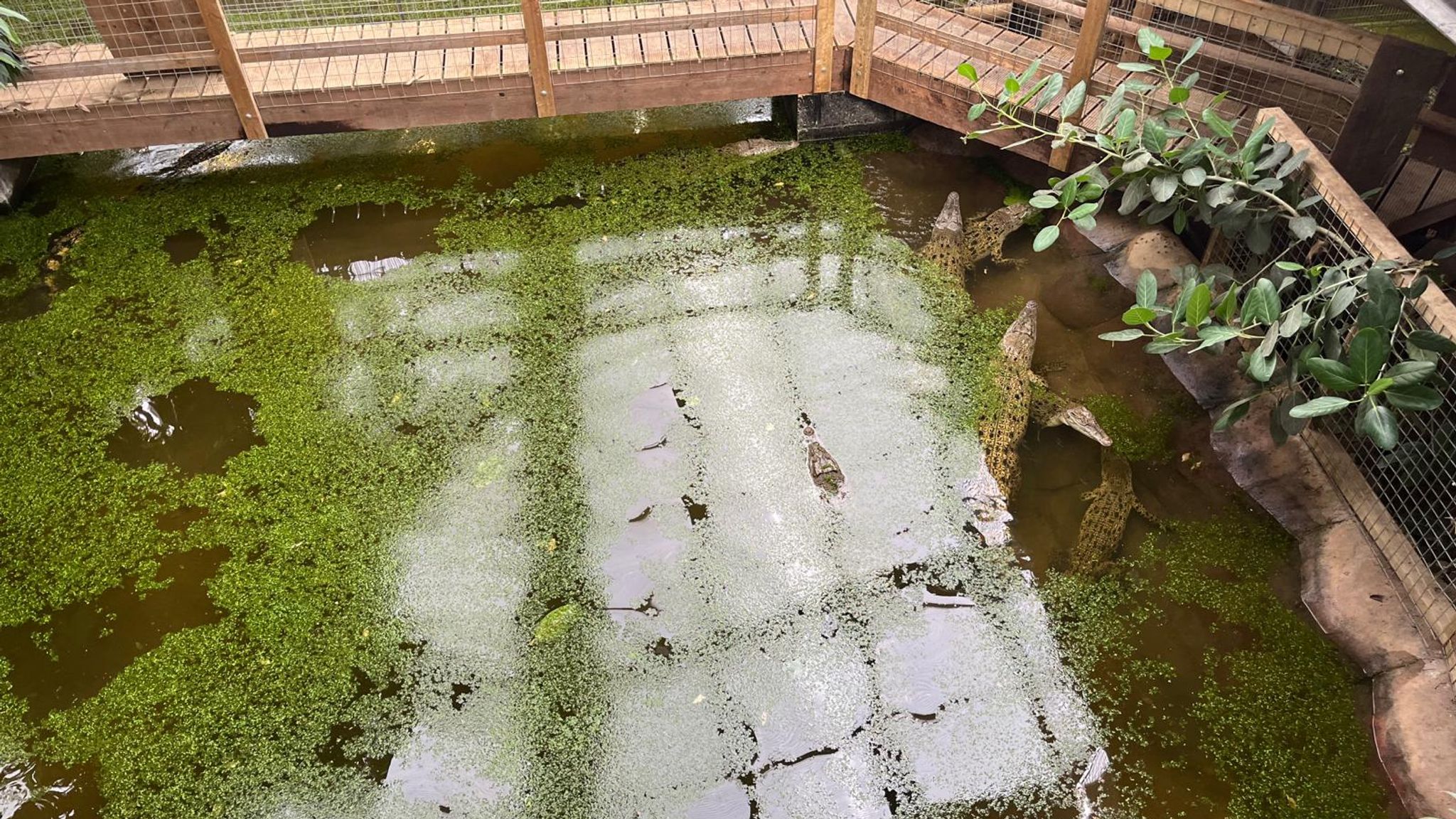 Toddler seriously injured in zoo enclosure was attacked by crocodile ...