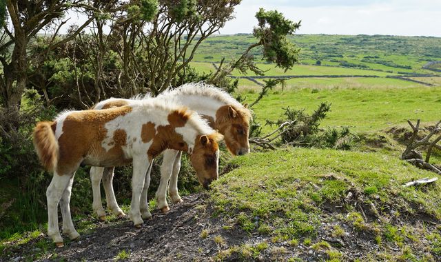 'Horsehs*t': Campaigners and government reject claims of forced ...