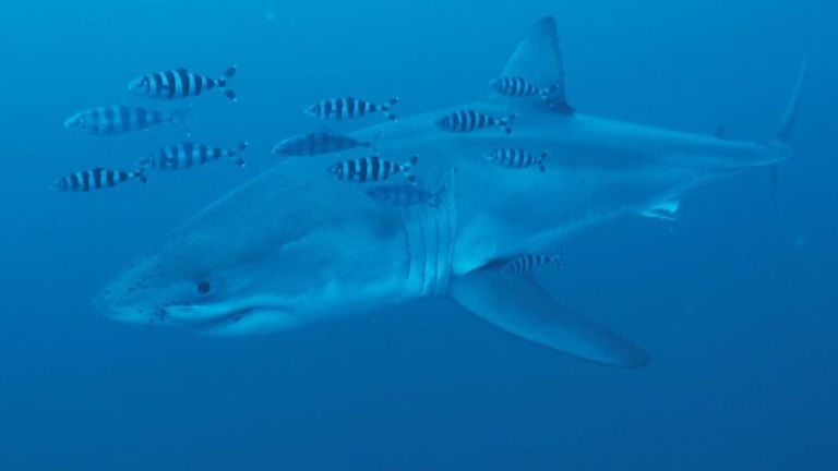 Divers come face to face with great white shark in the Mediterranean ...